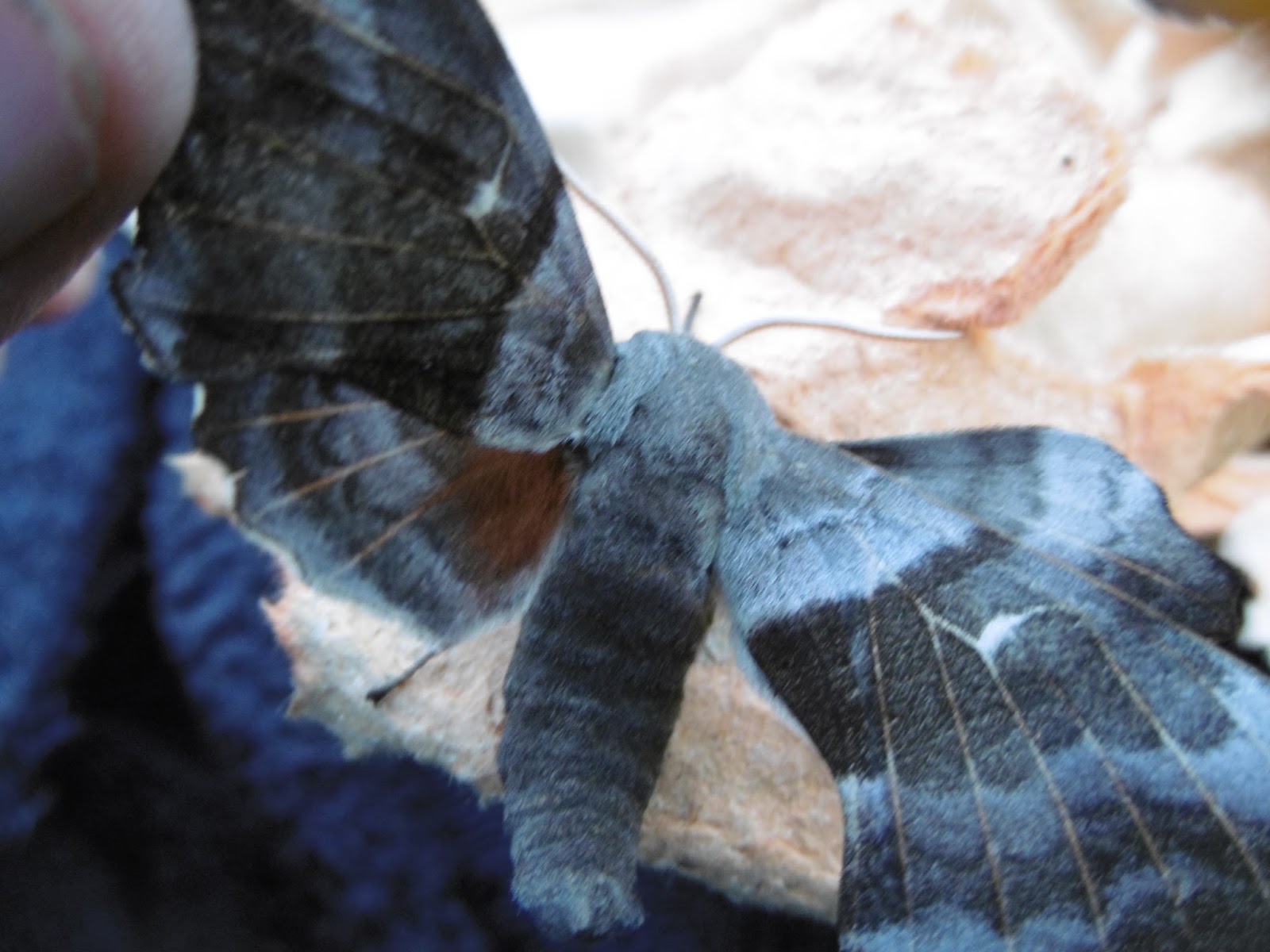 Martin's Moths: Curly