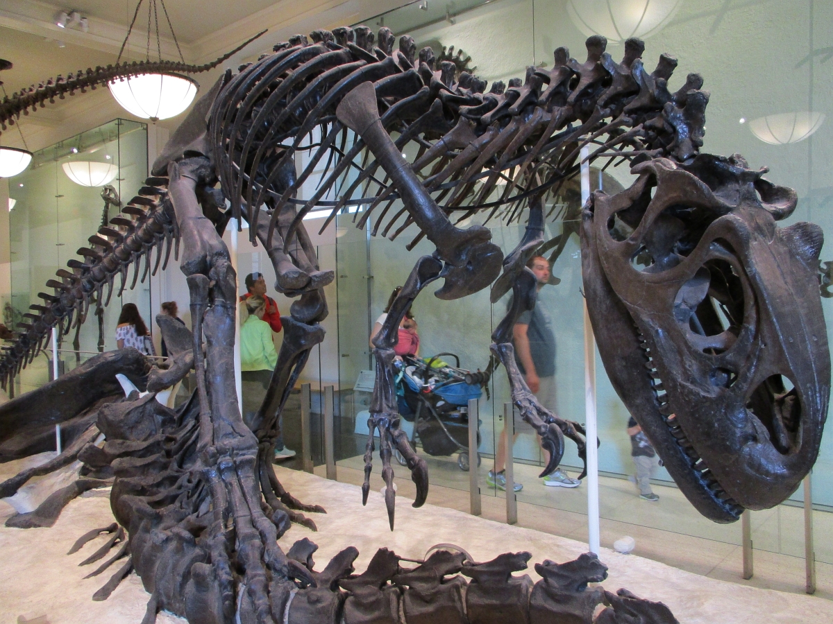 Love in the Time of Chasmosaurs: American Museum of Natural History ...