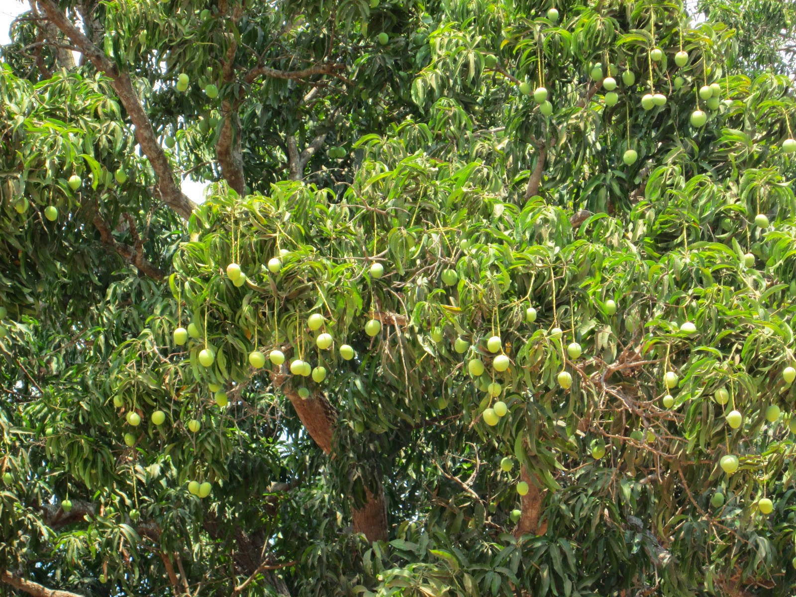 vathi va toko wirimu: Mangoes and the nature of God