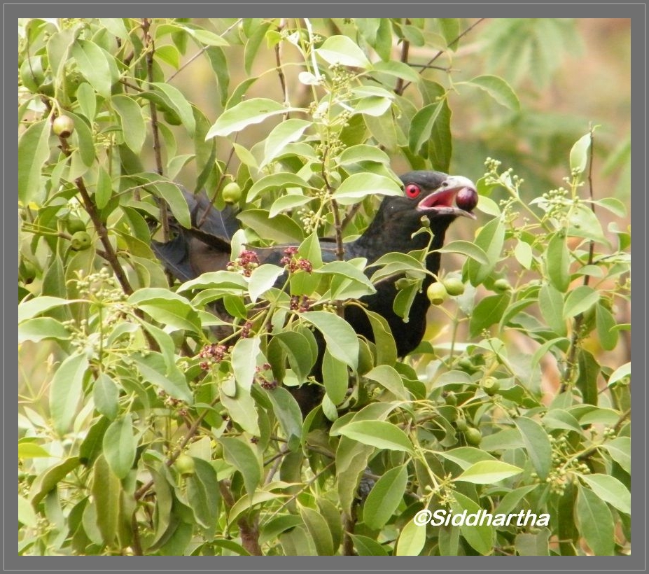 The Birds of India: Asian Koel