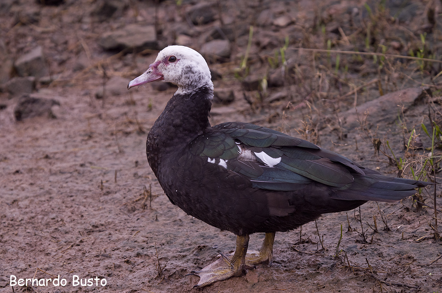 RÍA DE LA VILLA: Sigue feliz