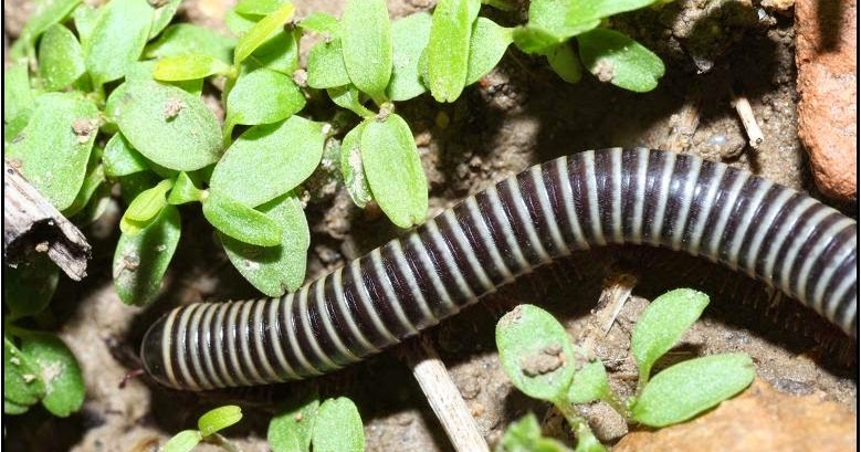 FAUNA AUXILIAR: FAMILIA. JULIDAE