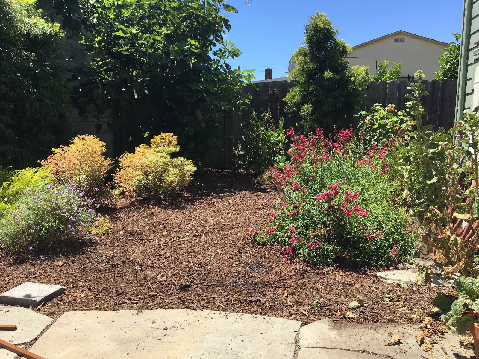 Fiddlehead Gardens : landscaping design, consultation and care
