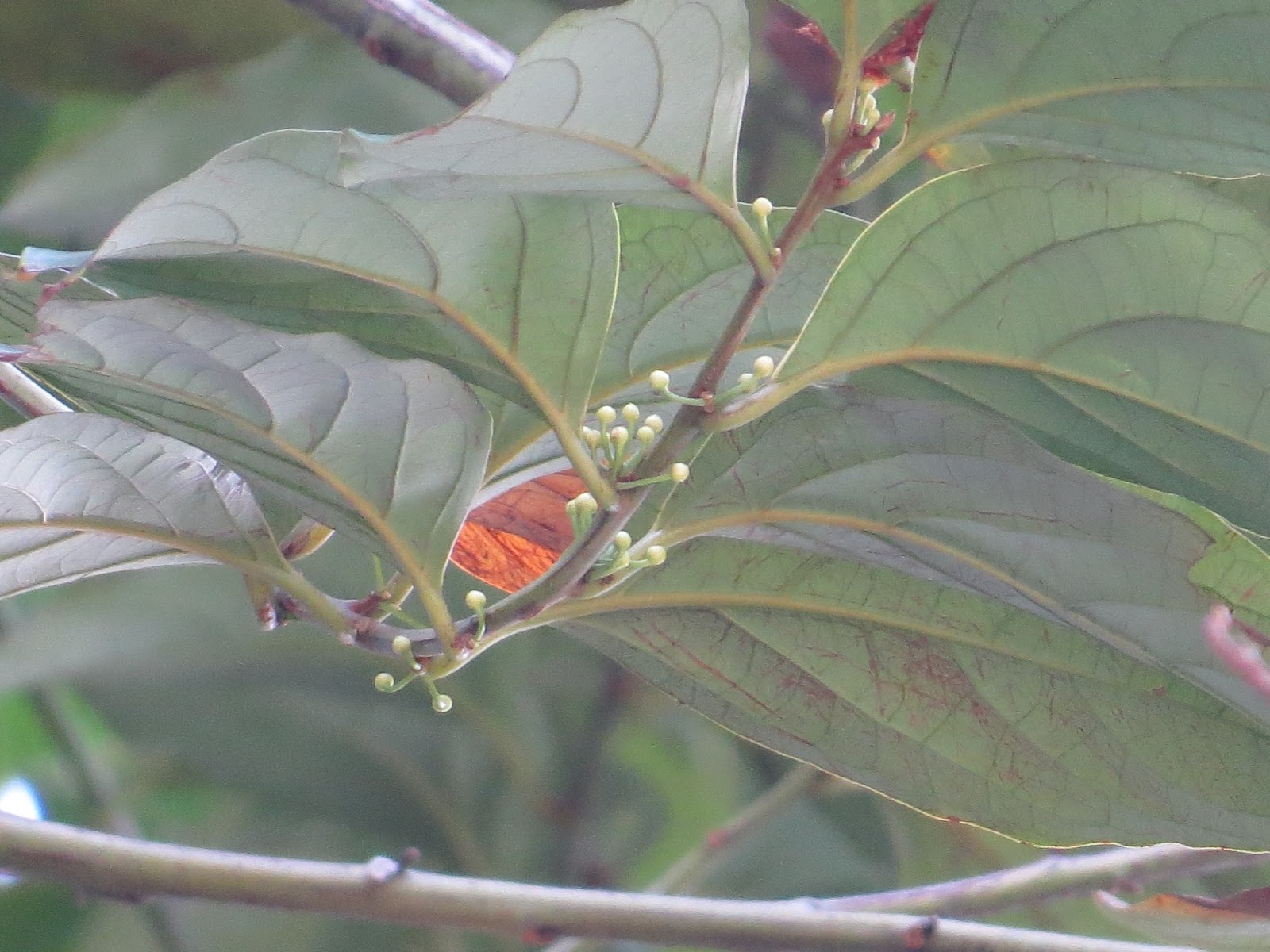 Flying Fish Friends: Tall Oldgrowth Coastal Forest of Marsiling