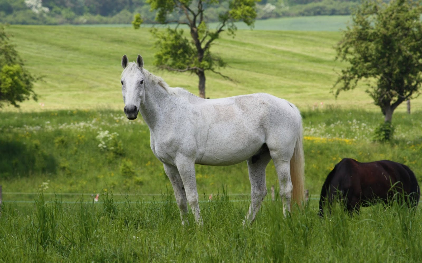 Poze Cai Horses Wallpapers: Poze Cai de rasa horses