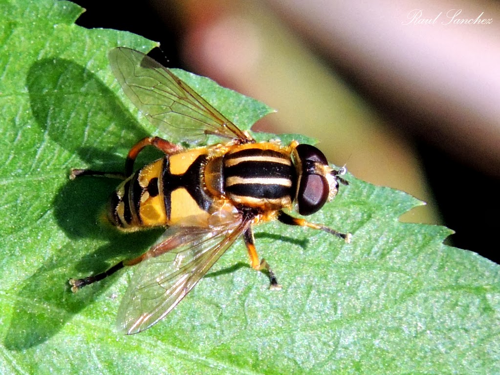 Naturaleza Viva : La mosca de la fruta Queensland ( Bactrocera tryoni )