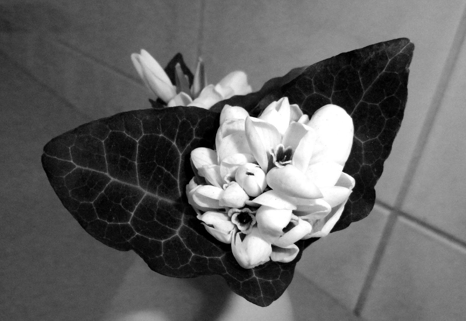 Imagini alb-negru cu plante / Black and white images with plants ...