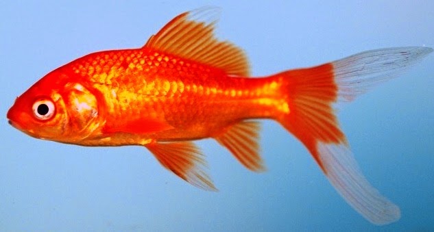 LA NOUVELLE AQUARIOPHILIE : Le poisson rouge (Carassius auratus)