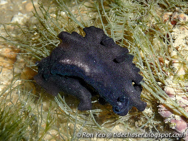 tHE tiDE cHAsER: Flatworms (Phylum Platyhelminthes) of Singapore