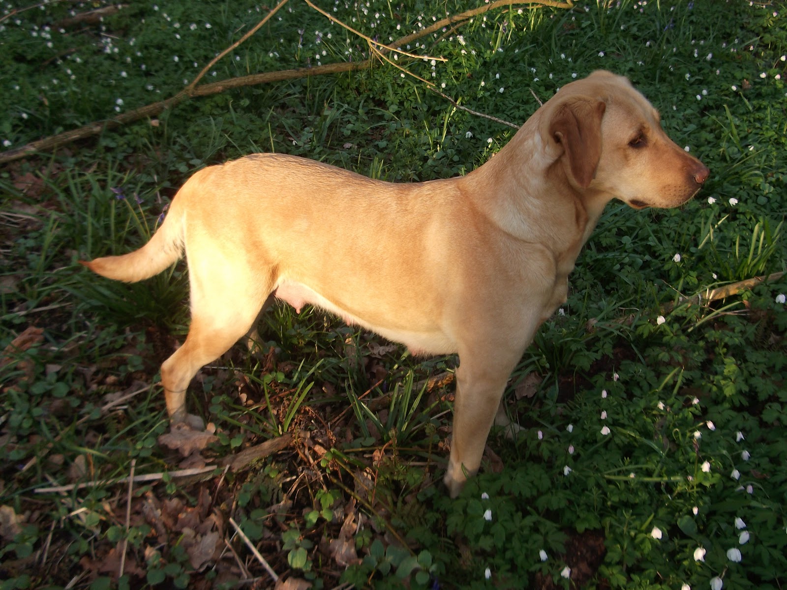Our Lovely Yorkshire Labs: What a difference a week makes