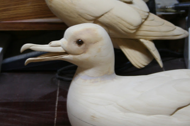 New England Coastal Birds: Pelagic Trip to Block and Alvin Canyons (Part 2)