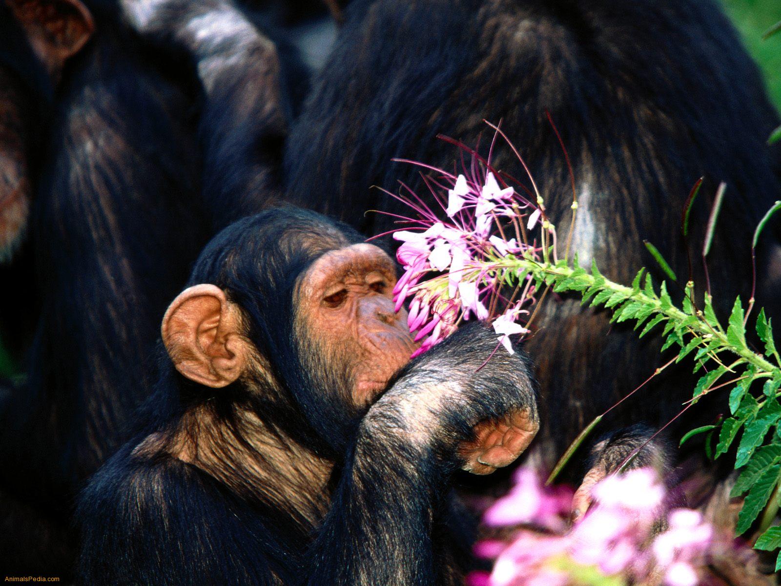 The Baby Chimpanzee | Free National Geographic Pix