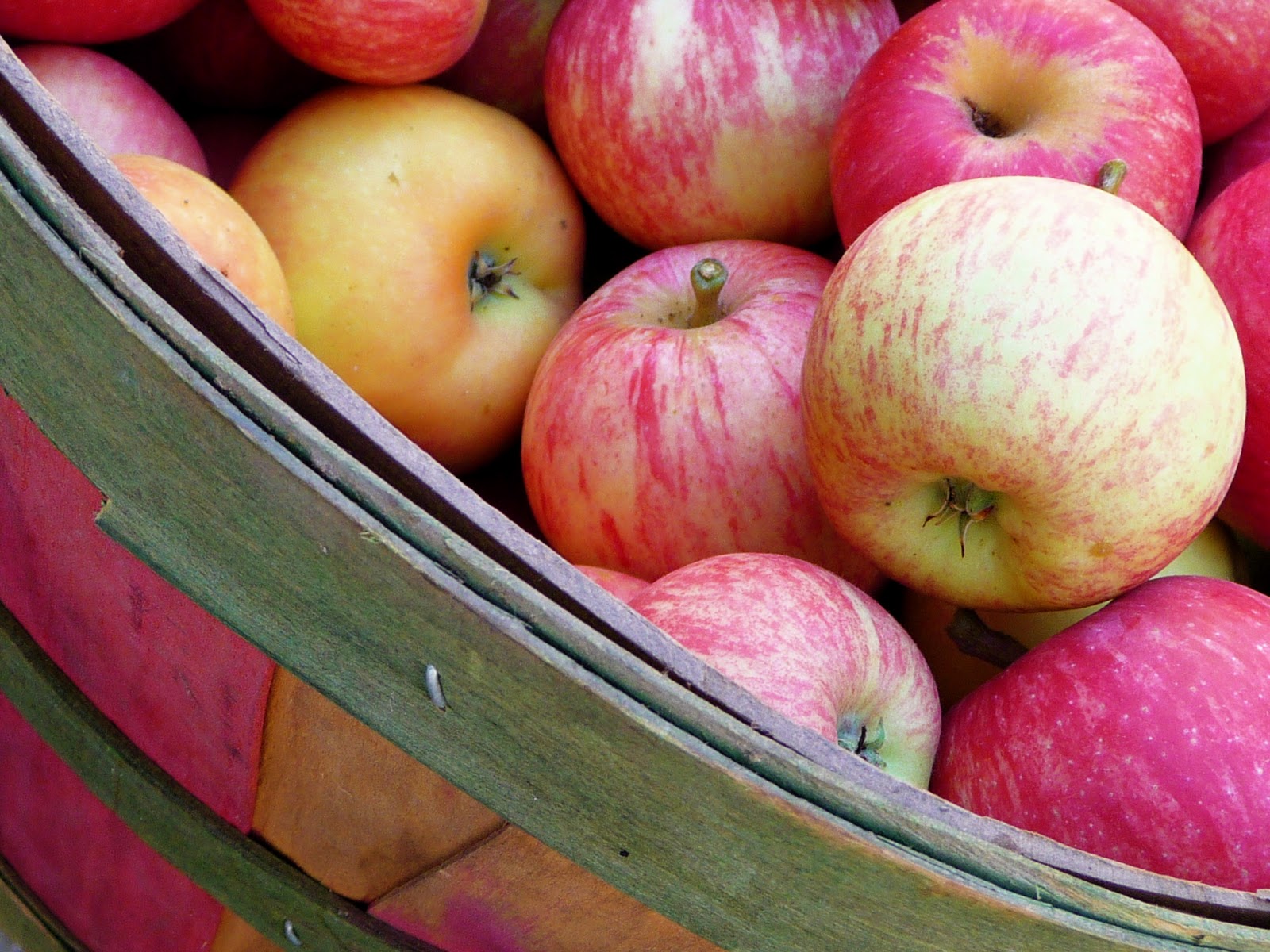 Four Eyes Forum: Autumn = Apples, Apples And Apples