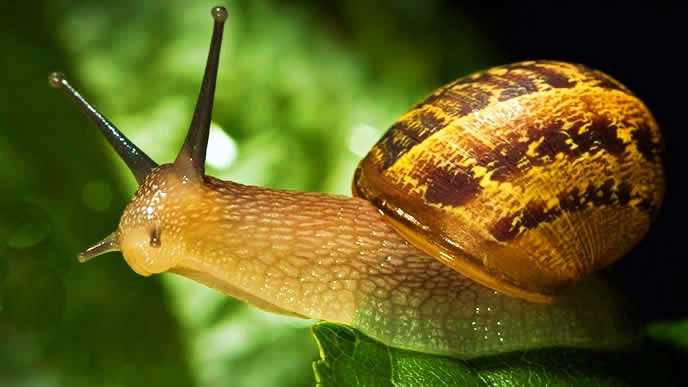 El Caracol