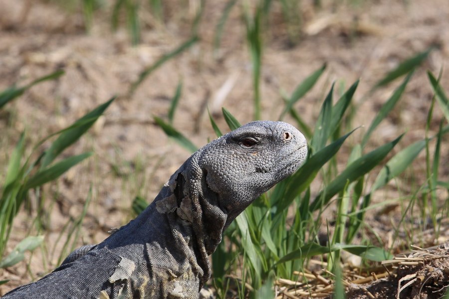 Birds of Saudi Arabia: Arabian Spiny-tailed Lizard - Qaryat Al Ulya ...