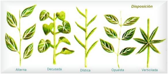 Hablando de Agronomia: MORFOLOGIA DE LAS FABACEAS
