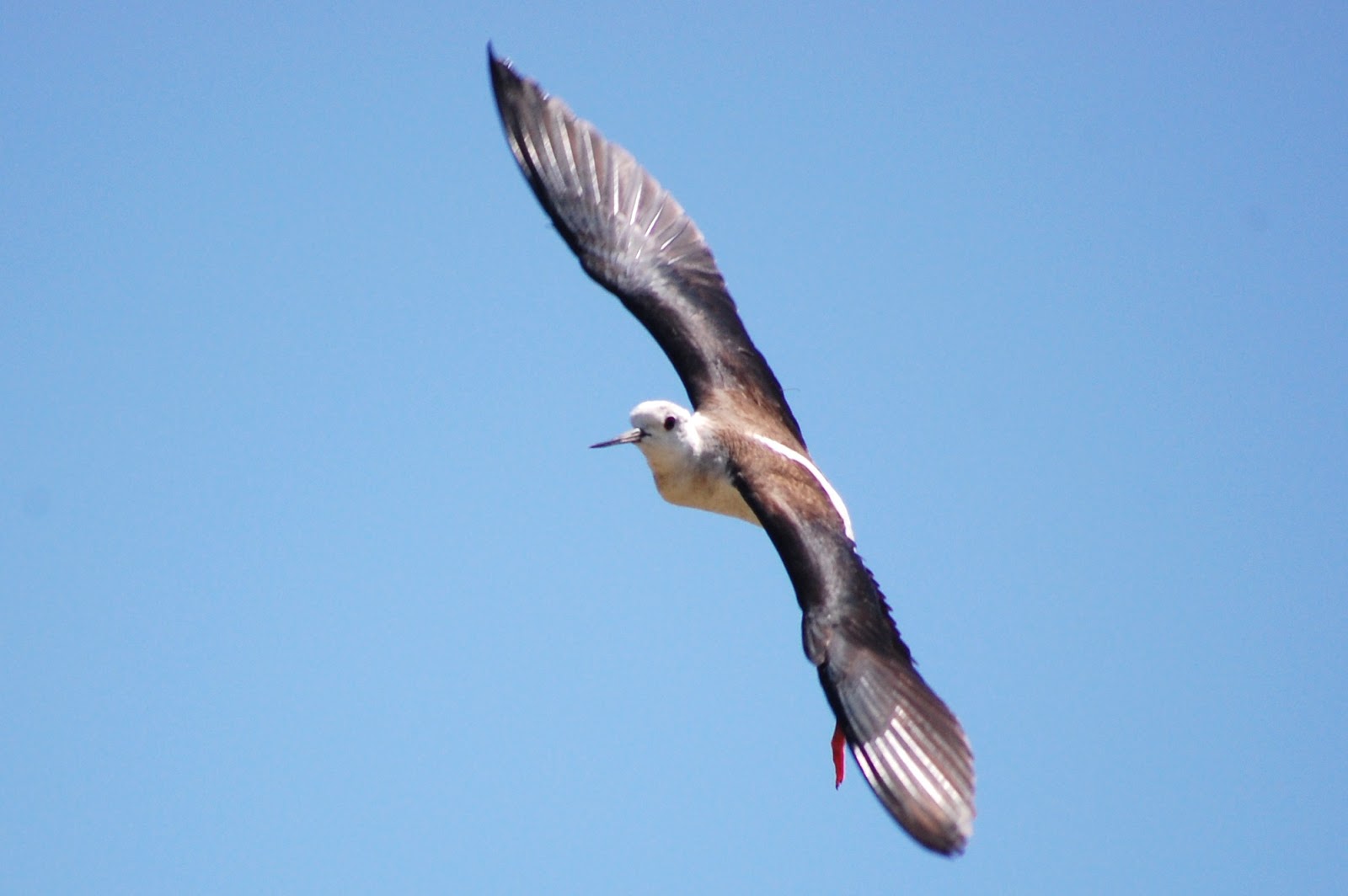 Imagens da vida animal: O voo das aves: Pernilongo (Himantopus himantopus)