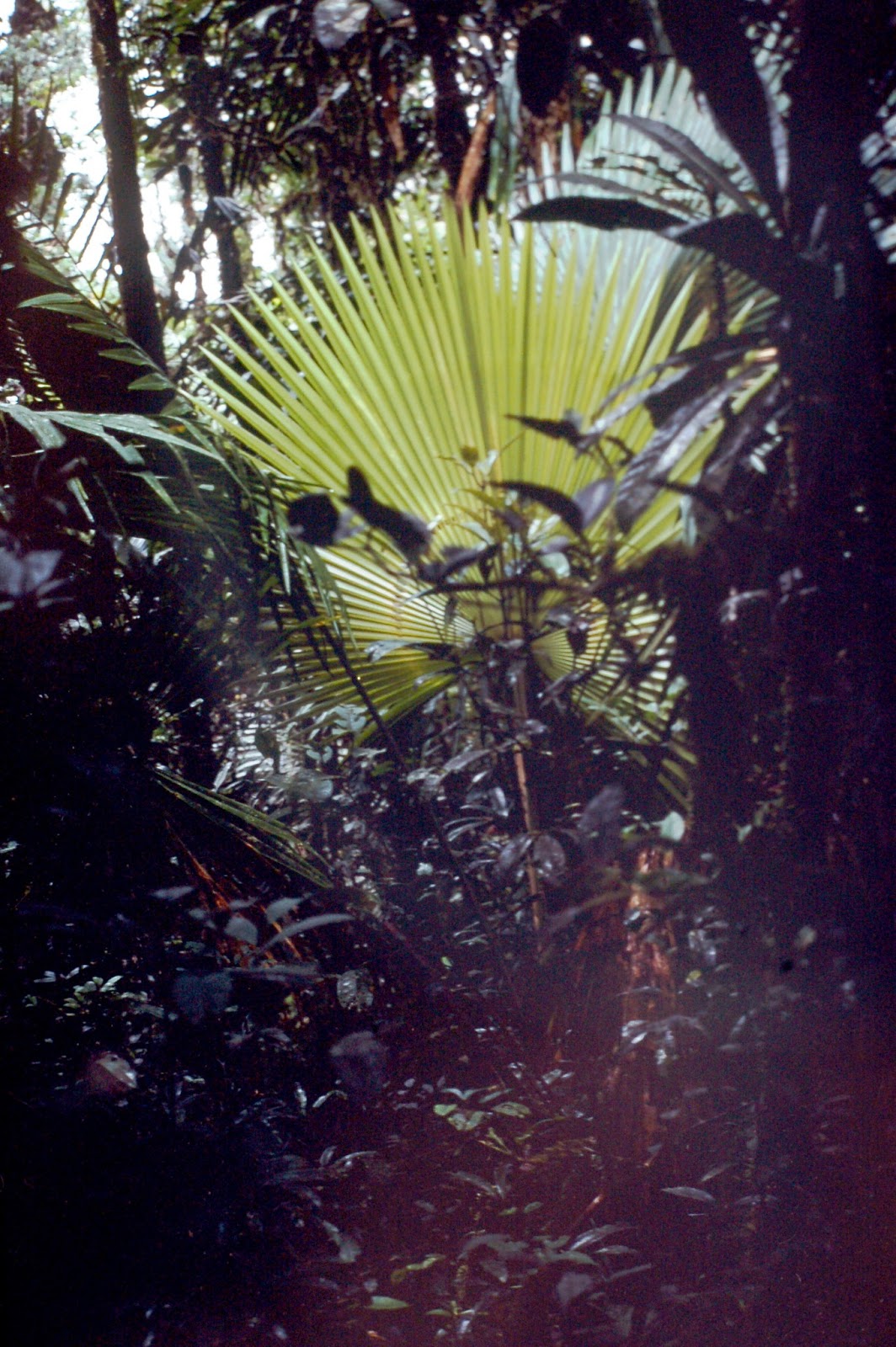 I Brake for Wildflowers!: Papua New Guinea 5. To the Frieda River