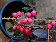 Bibit Buah Lengkeng Merah (Ruby Longan) | Kebun Bibit Buah