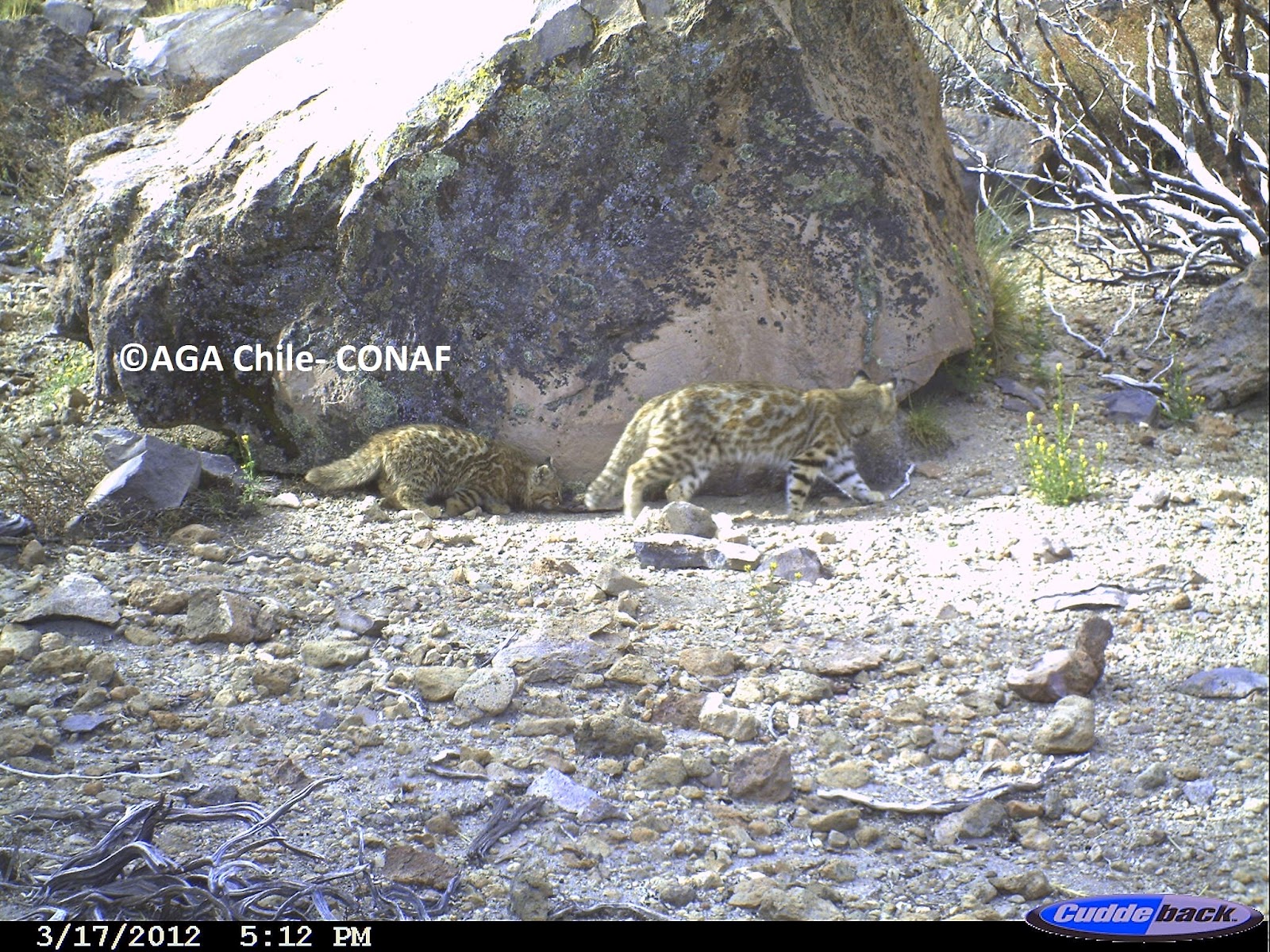 Así Surgen...: REGISTRAN IMÁGENES DE GATO COLO COLO EN PARQUE NACIONAL ...