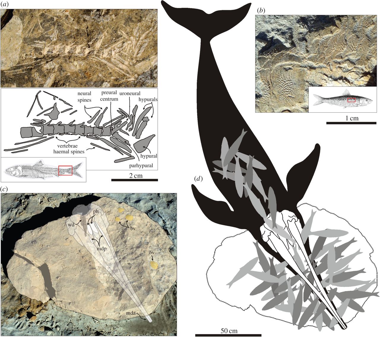Species New to Science: [paleo-Cetology / Behaviour • 2015] No Deep ...