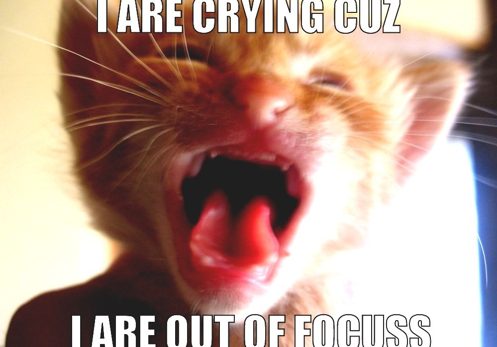 Lolcat - Cat Memes