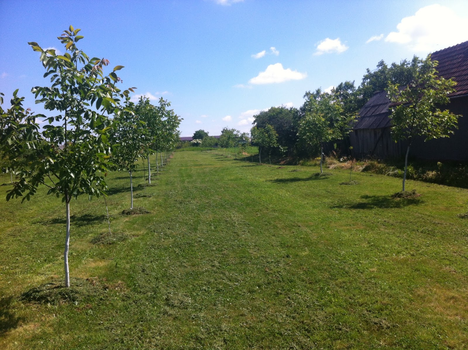 LIVADA DE NUCI POPOVICIU: 2017