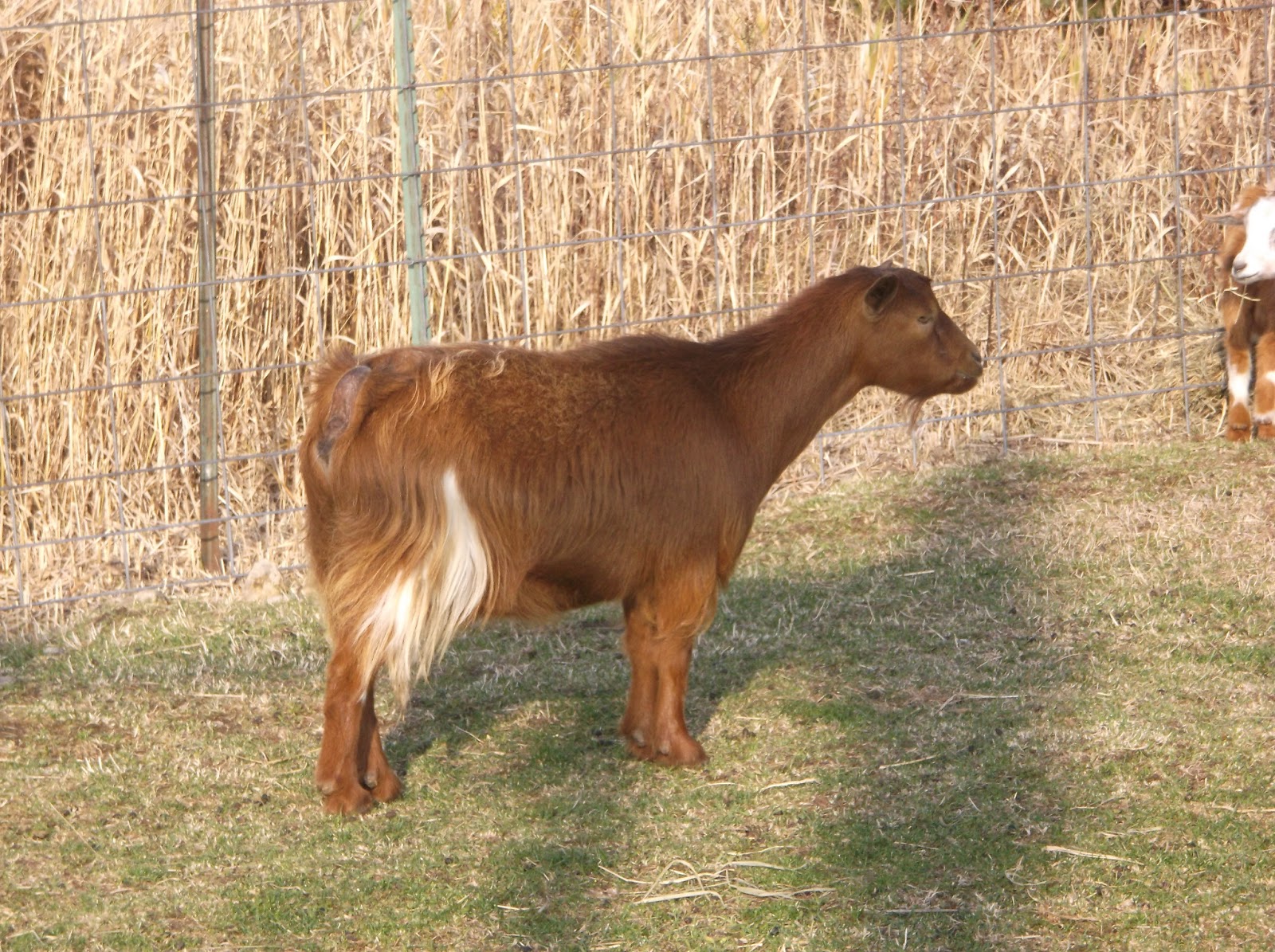 Tye Dye Acres: Fainting Goat Colors and Patterns!