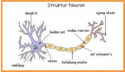 BIOLOGI GONZAGA: STRUKTUR SEL SYARAF