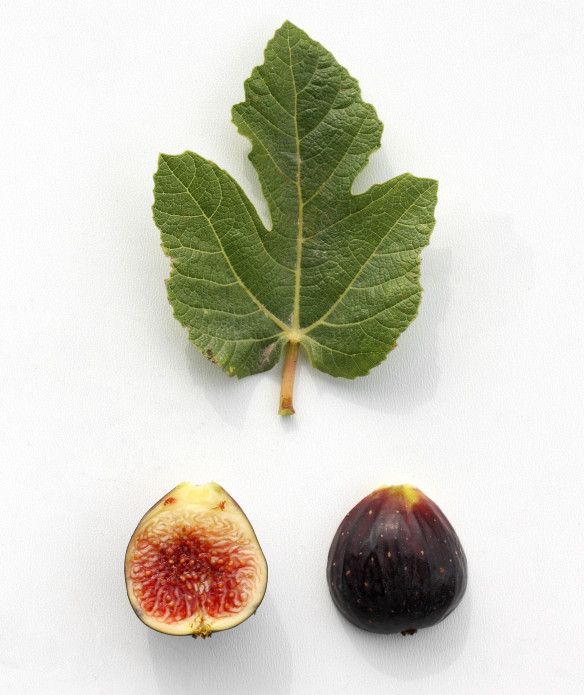 Brazilian Fig - Var Tin