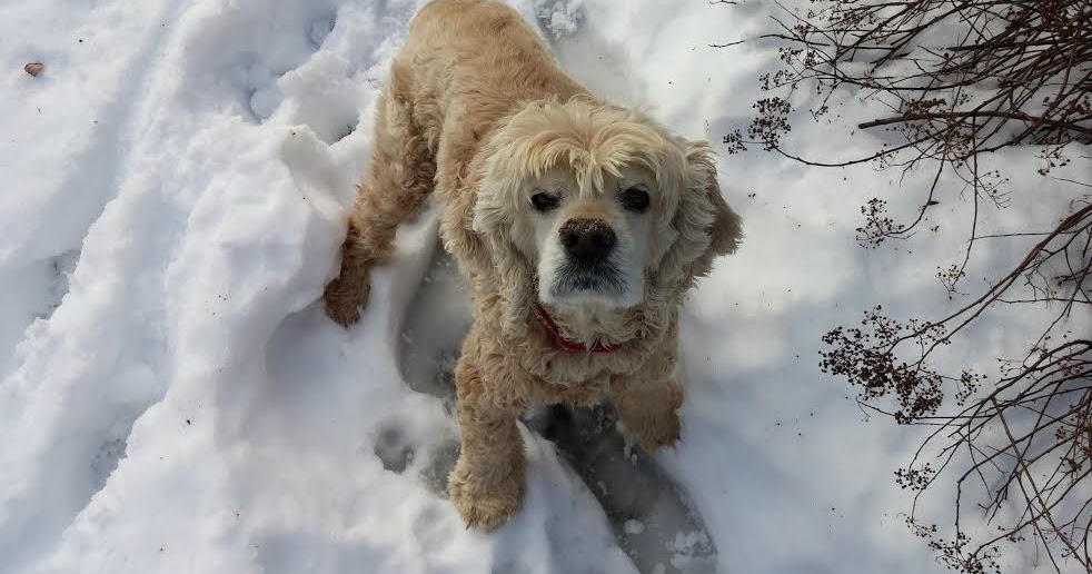 The Daily Bone: Saturday With Joey Dog