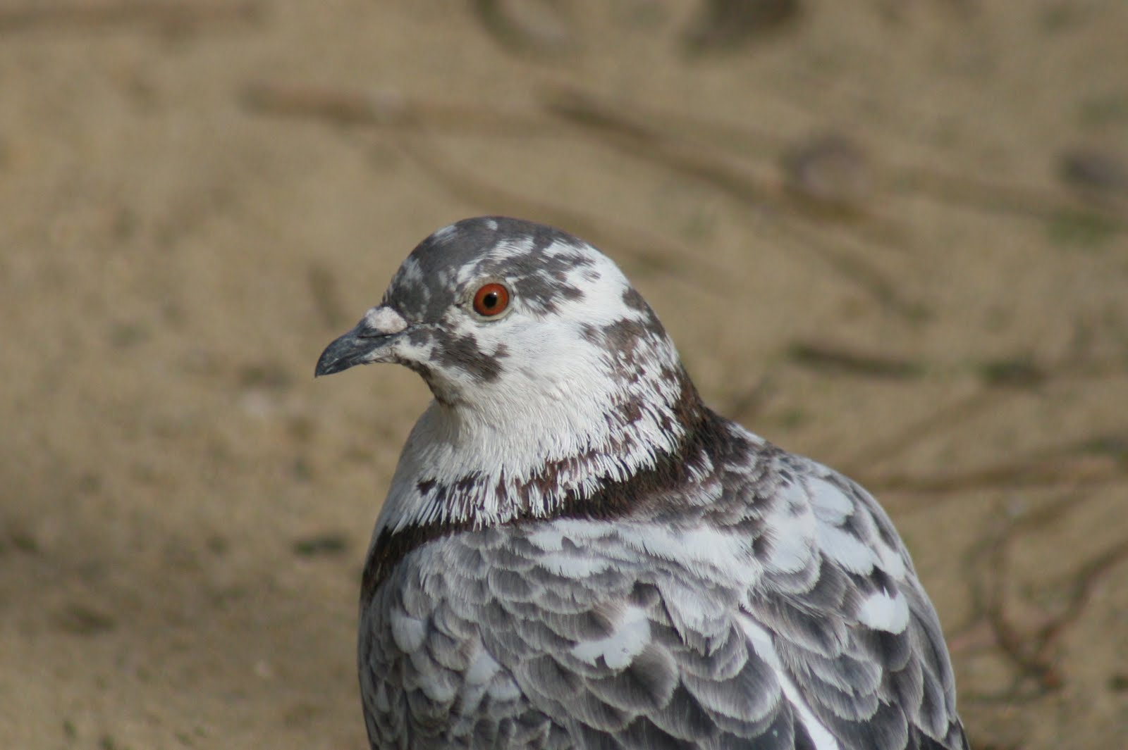 Pajaricos de Murcia: Las palomas urbanas (y 2)