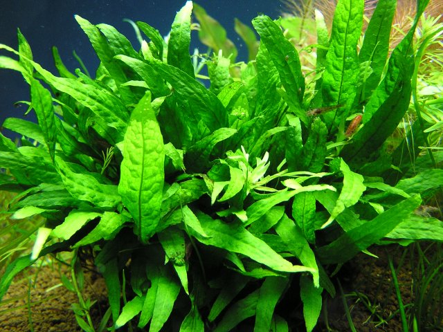 Peces y plantas ornamentales: Microsorum Pteropus - Helecho de Java