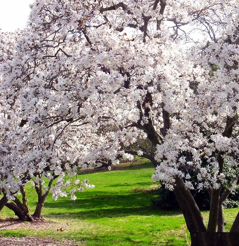 Hortiholičarke: Magnolia stellata (zvjezdasta magnolija)