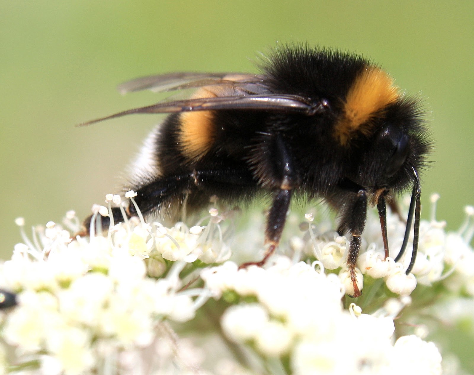 MIN NATUR: Humlor - Blooming Friday