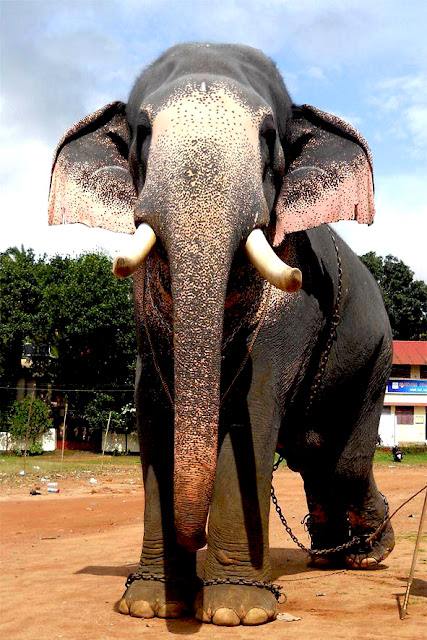 Top Ten Famous Elephants in Kerala
