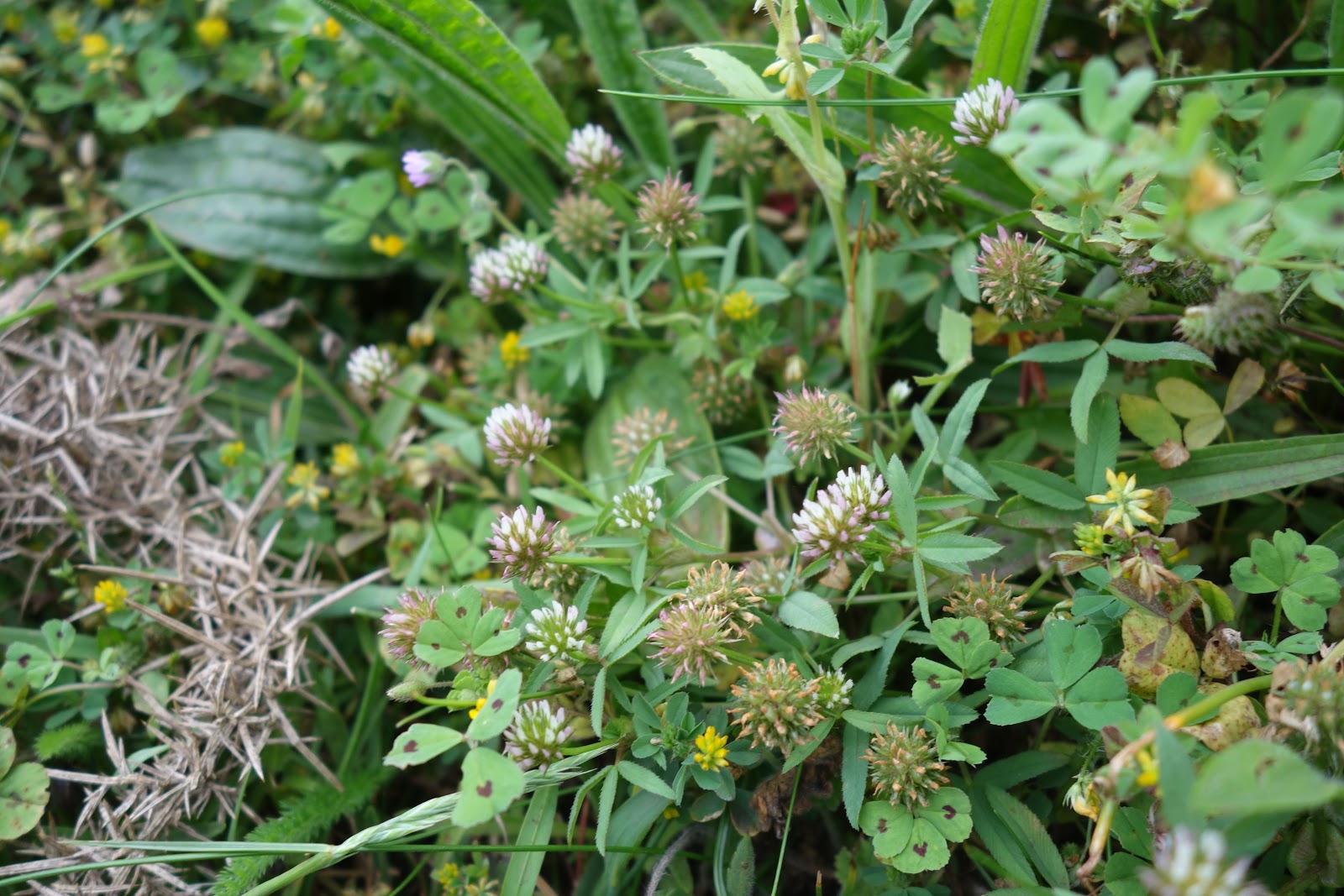 notbirding: June 2017