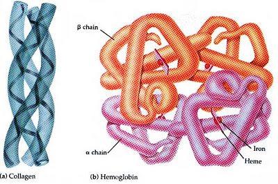 Proteins - Access Revision
