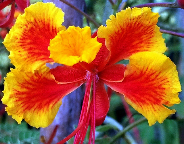 Flower Homes: Flowers of World Countries ( M )