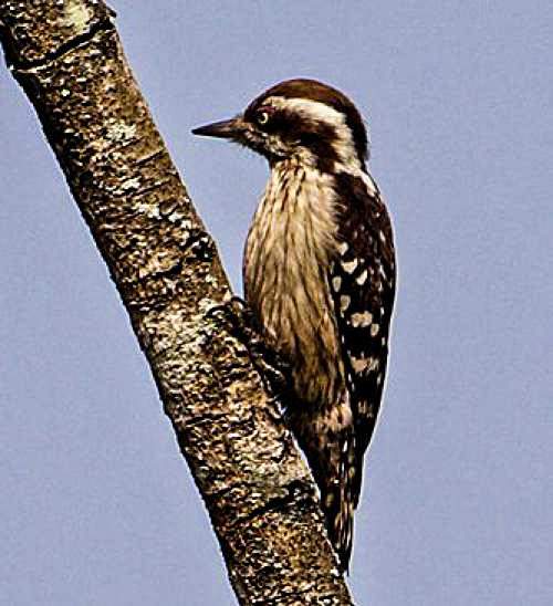 Brown-capped (Indian) pygmy woodpecker images | Birds of India | Bird World