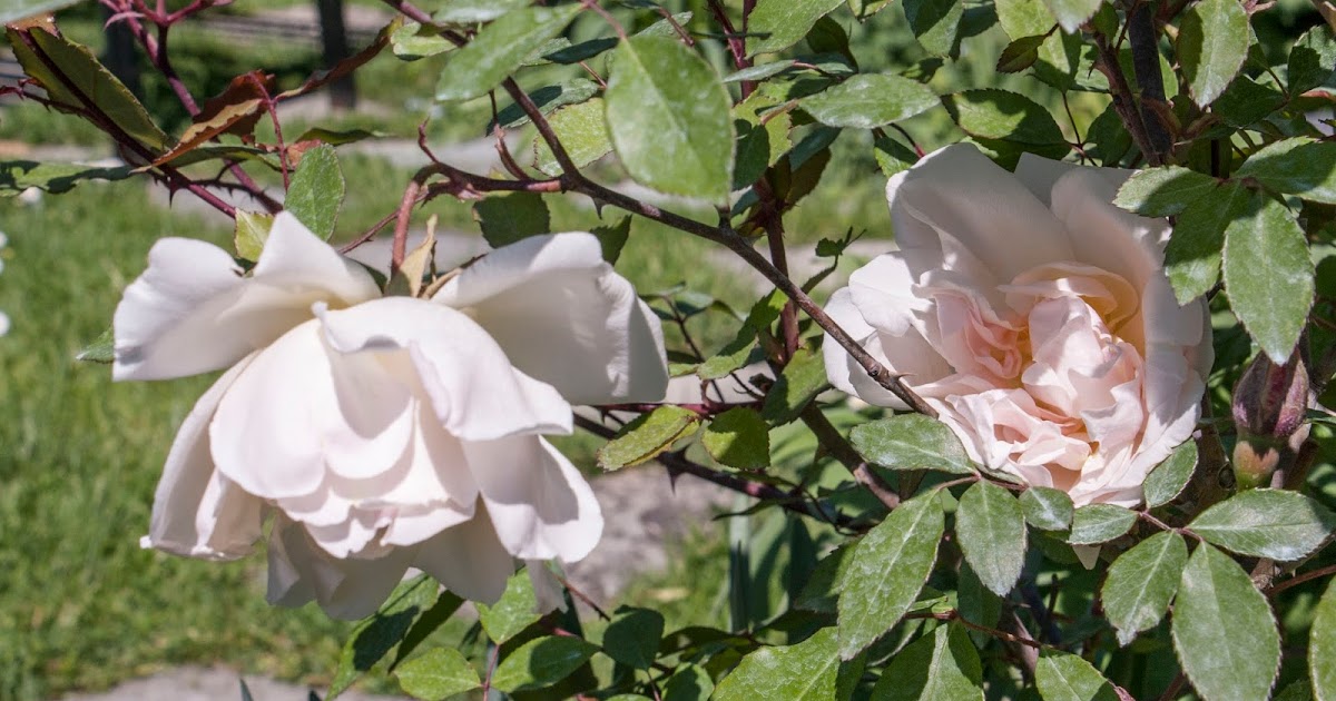 Il piccolo giardino di L.: Il giardino a fine aprile: prime rose e ...
