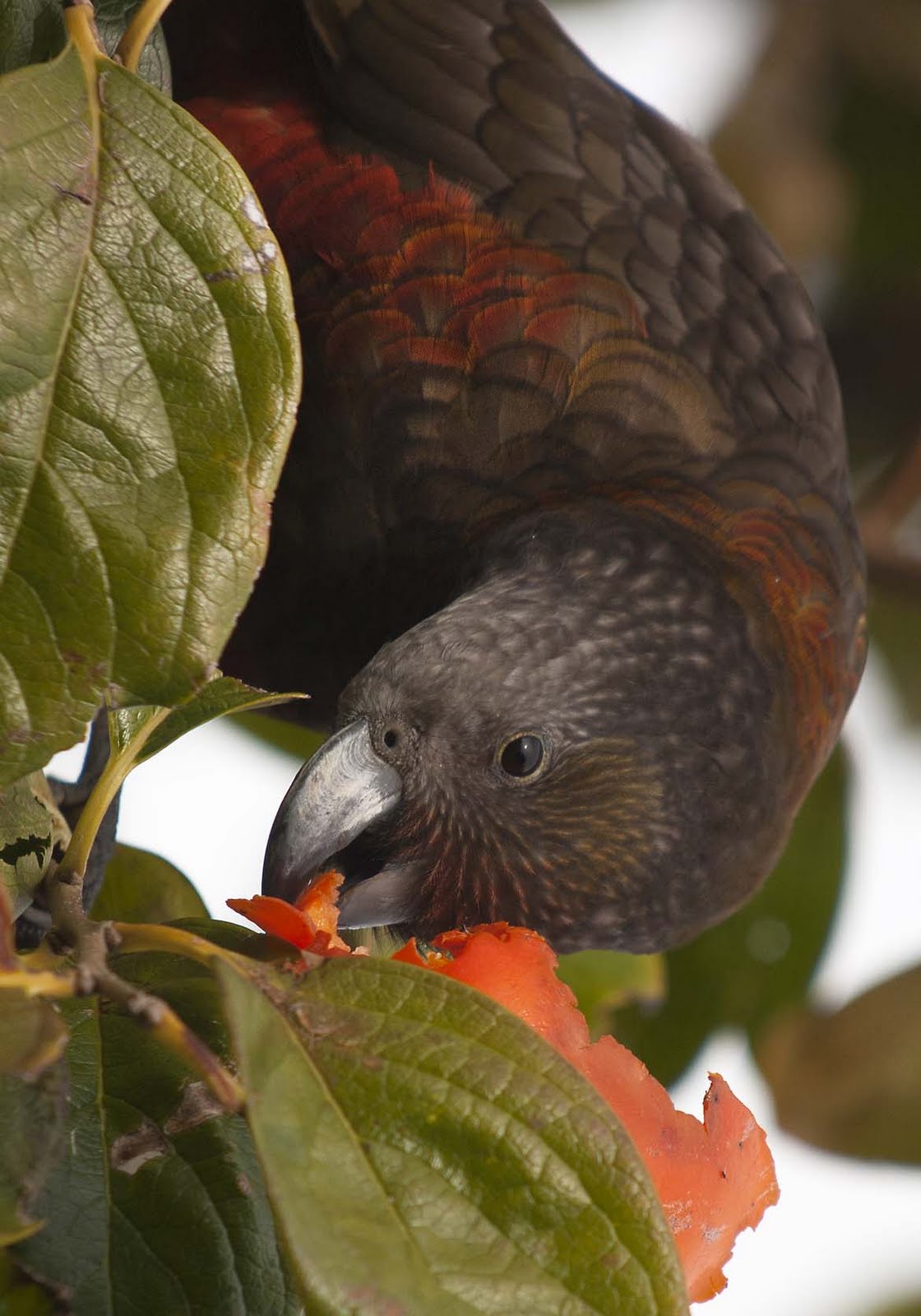 Artist by Nature: Art and Photography by Mandy Hague, Whakatane. : A ...