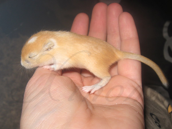 Vida de Jerbo: La última jerba se va