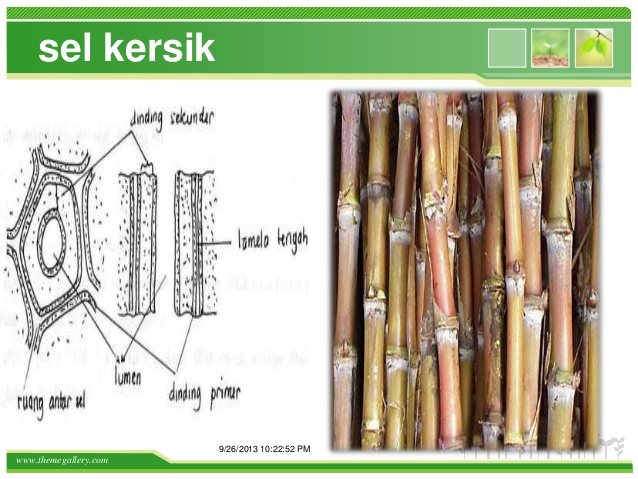 Jaringan Permanen Pada Tumbuhan