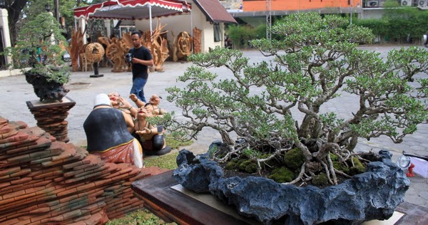 Pameran Bonsai 2014 Di Yogyakarta - Suka Bonsai