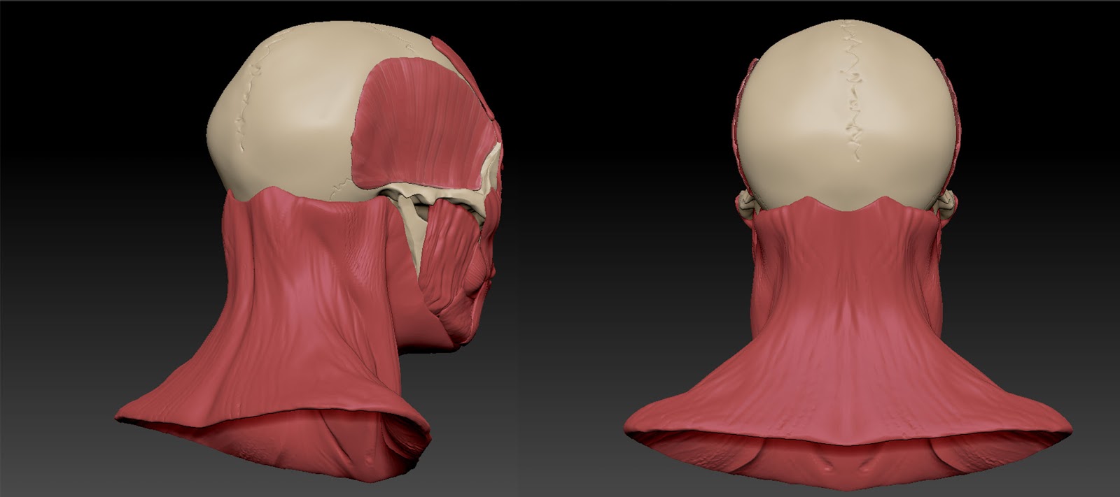 Jon's 3d Head Sculpts : Skull and Muscles