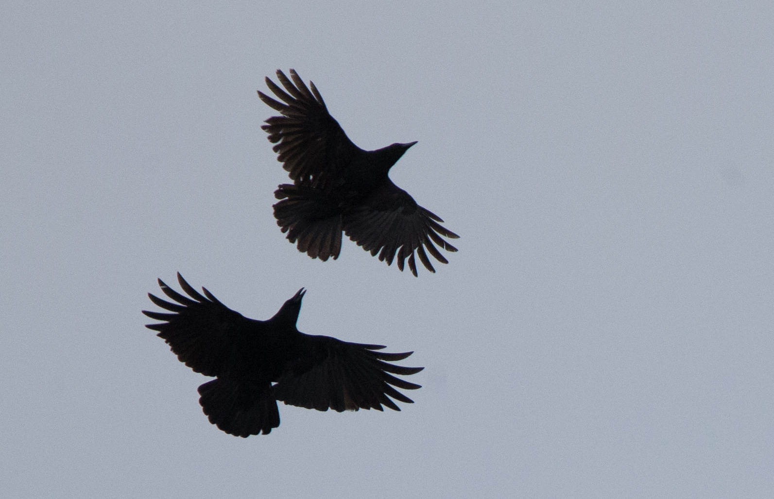 PeregrinePrints not dot com ... Blog: Visual ID of American vs. Fish ...