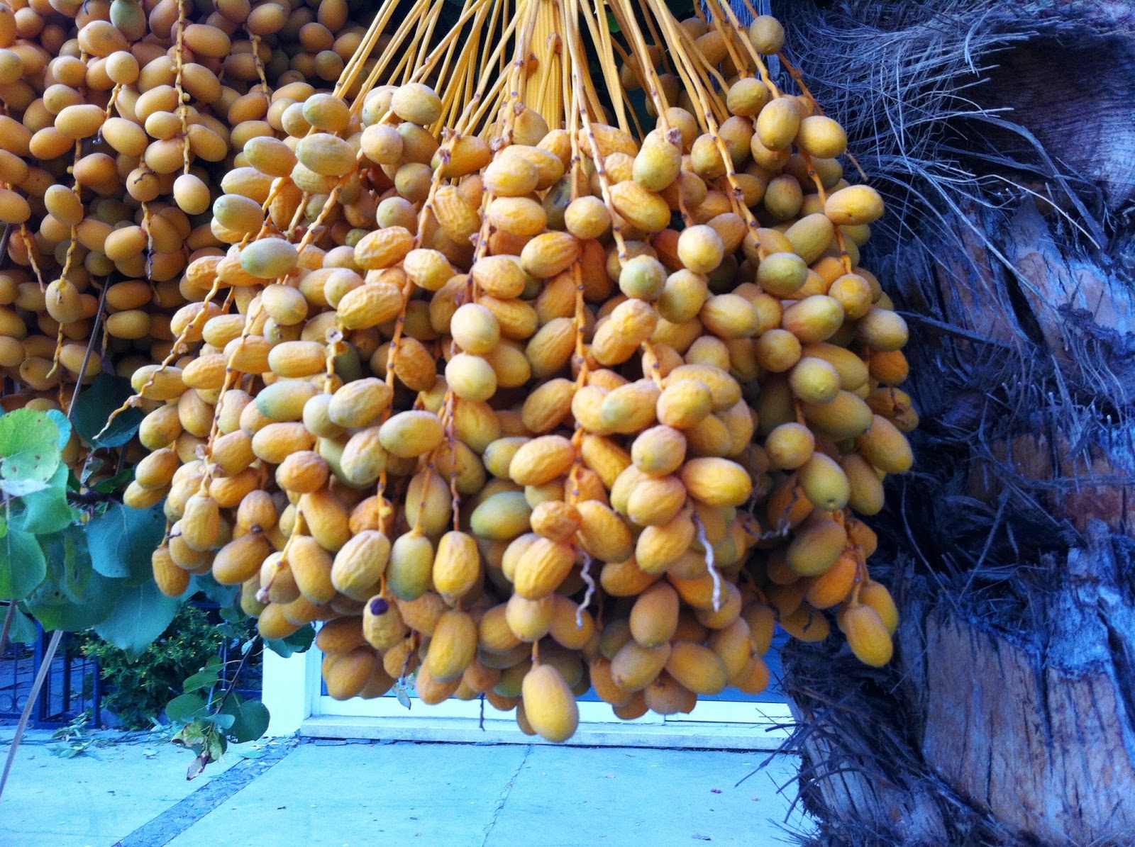 İstanbul Hanımefendisi: Şifa Deposu Yaş-Taze Hurma