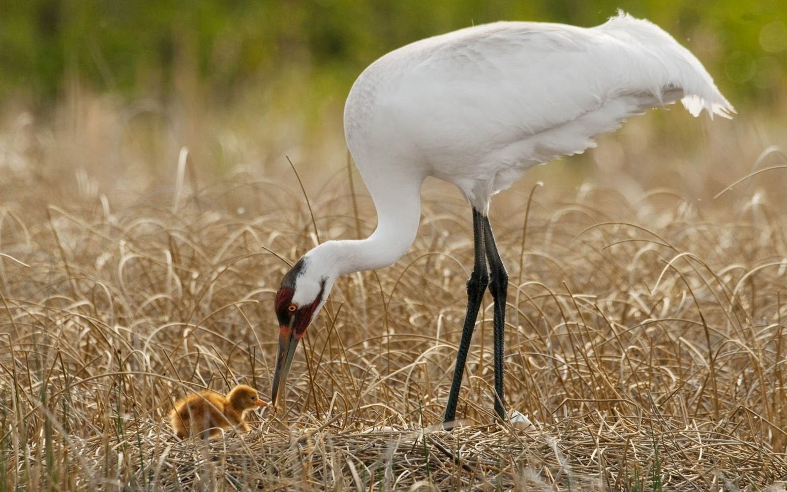 Wild life: crane images | wild birds