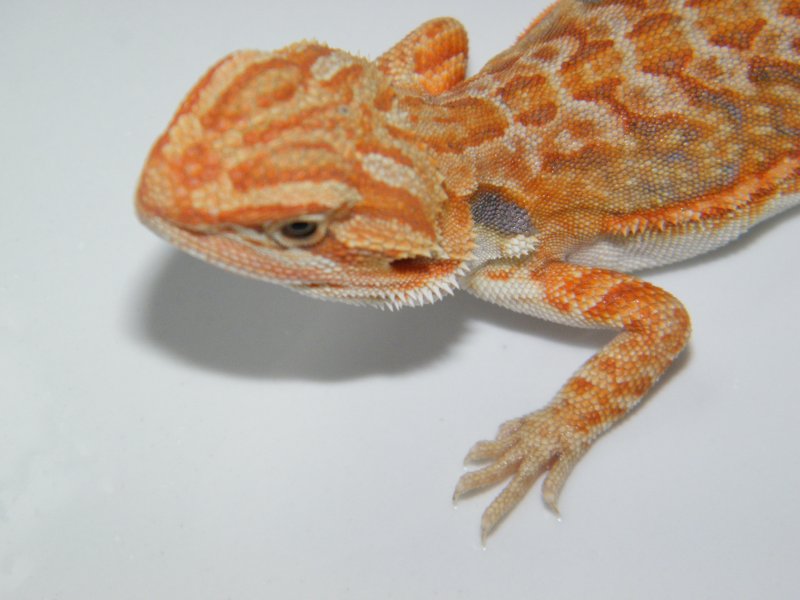 Agama Brodata Hypo Red Pastel